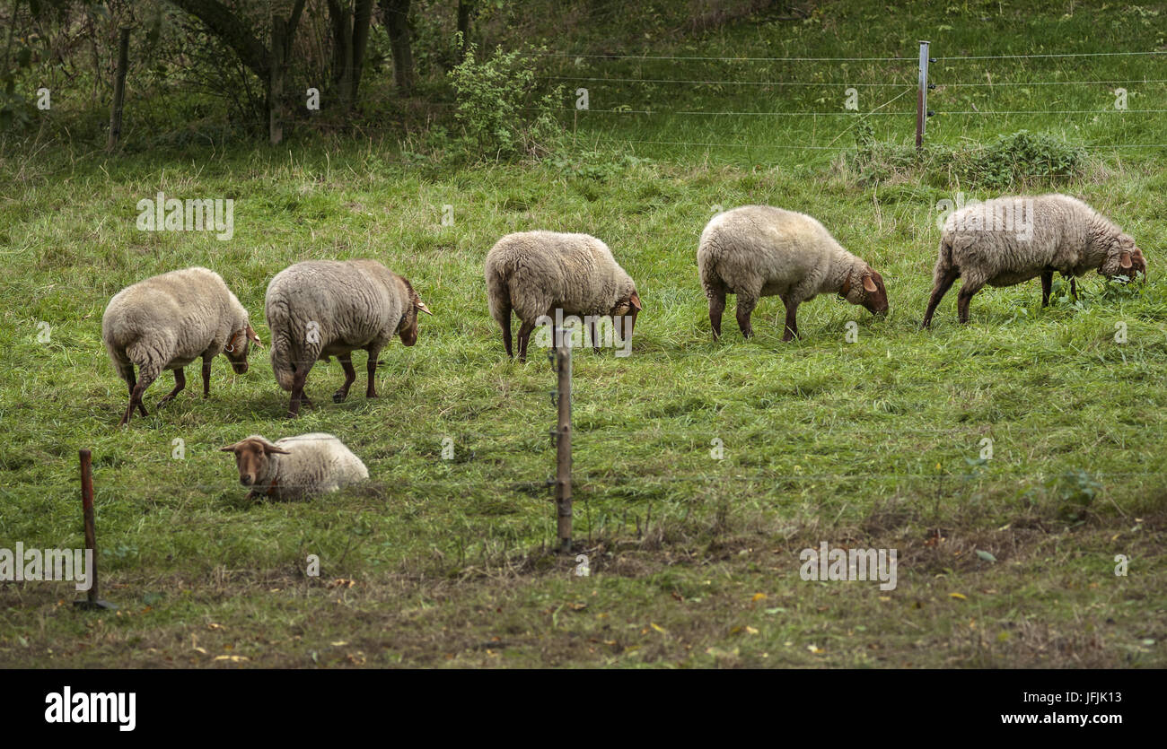 Production anim hi-res stock photography and images - Alamy