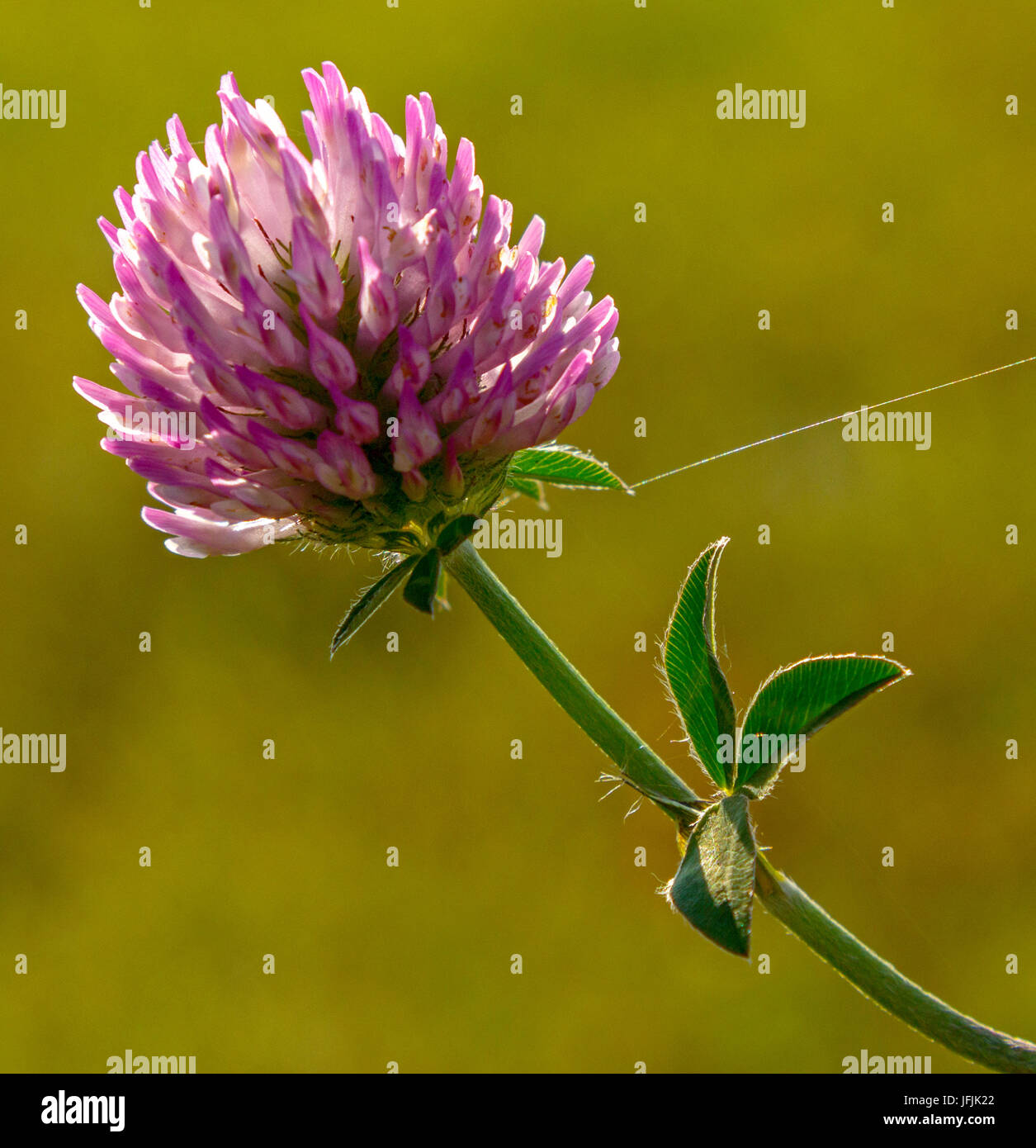 Glück klee hi-res stock photography and images - Alamy