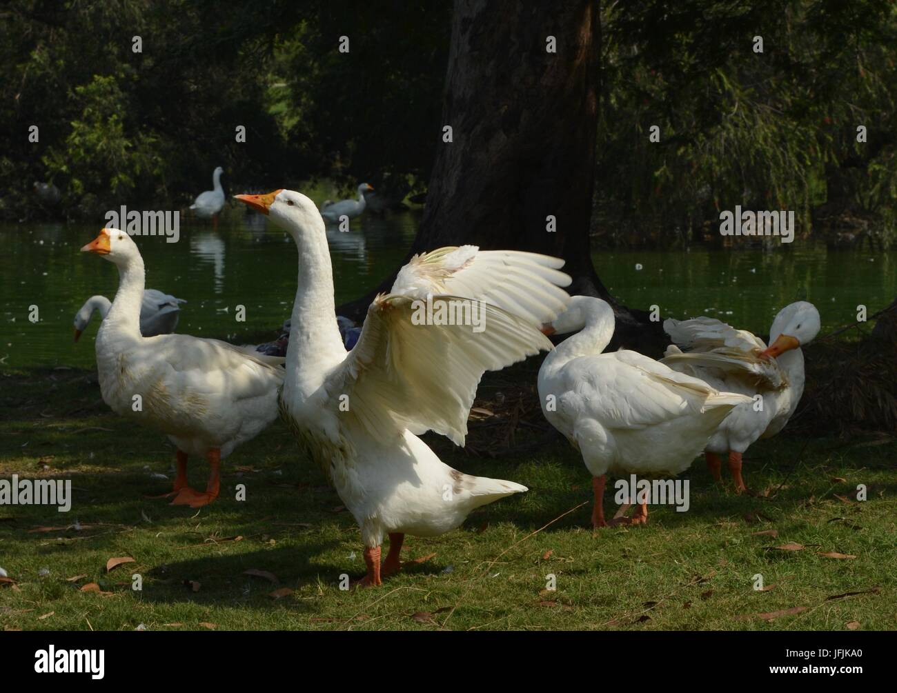 ducks in action Stock Photo - Alamy