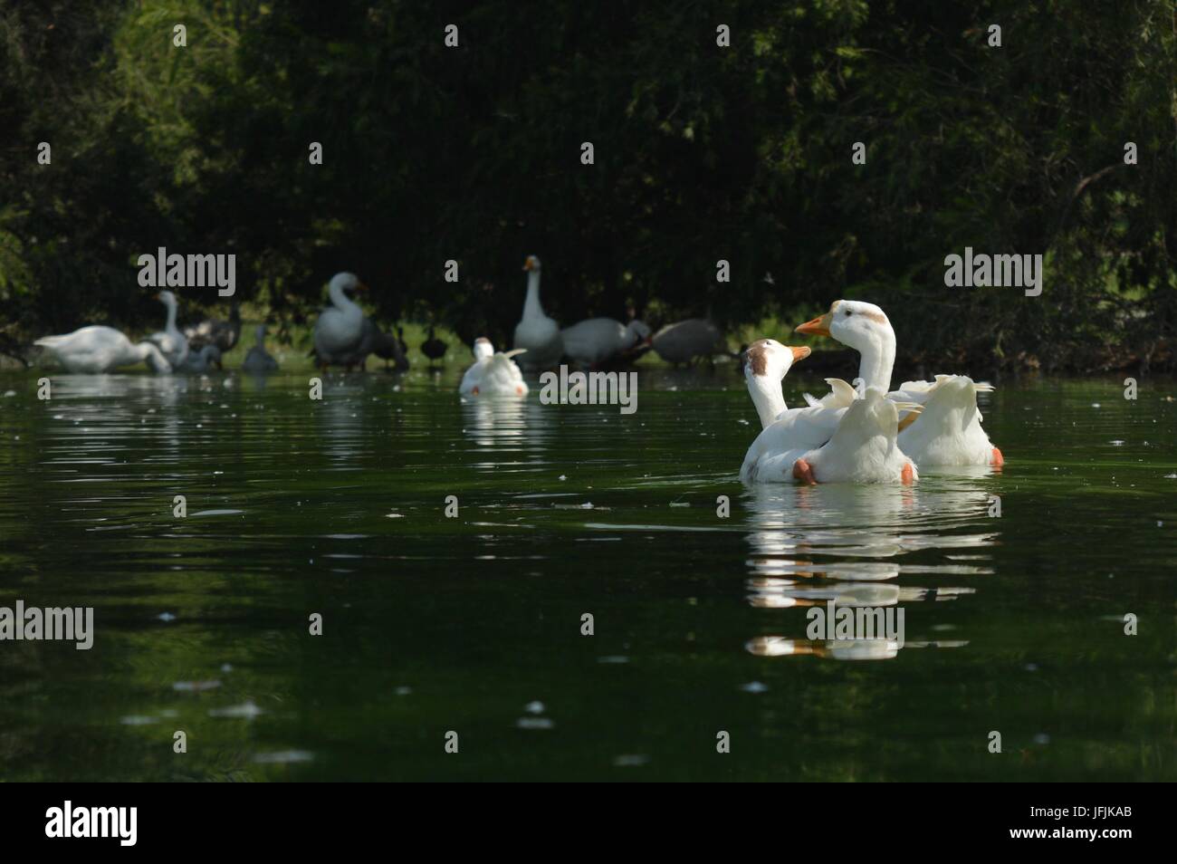 Sunlight falling on ducks hi-res stock photography and images - Alamy