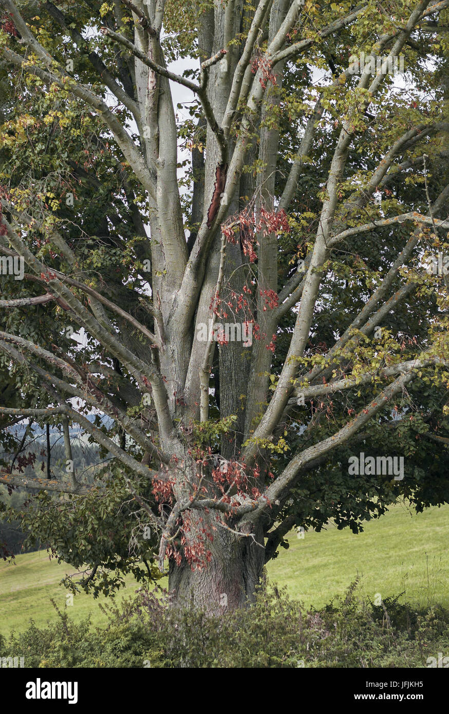 Tree boles hi-res stock photography and images - Alamy