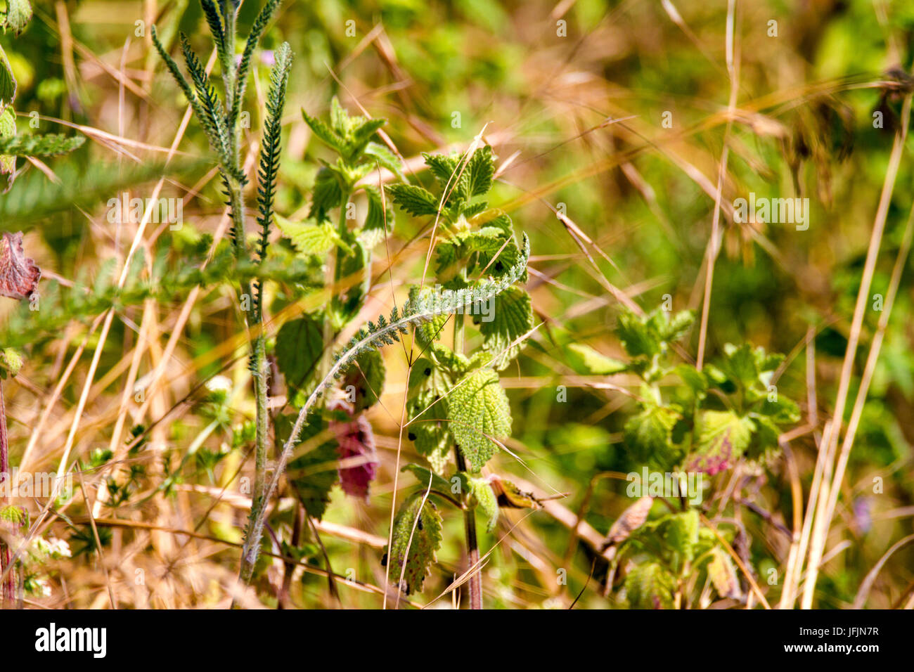 An image of a background of plants growing in a wild field Stock Photo ...