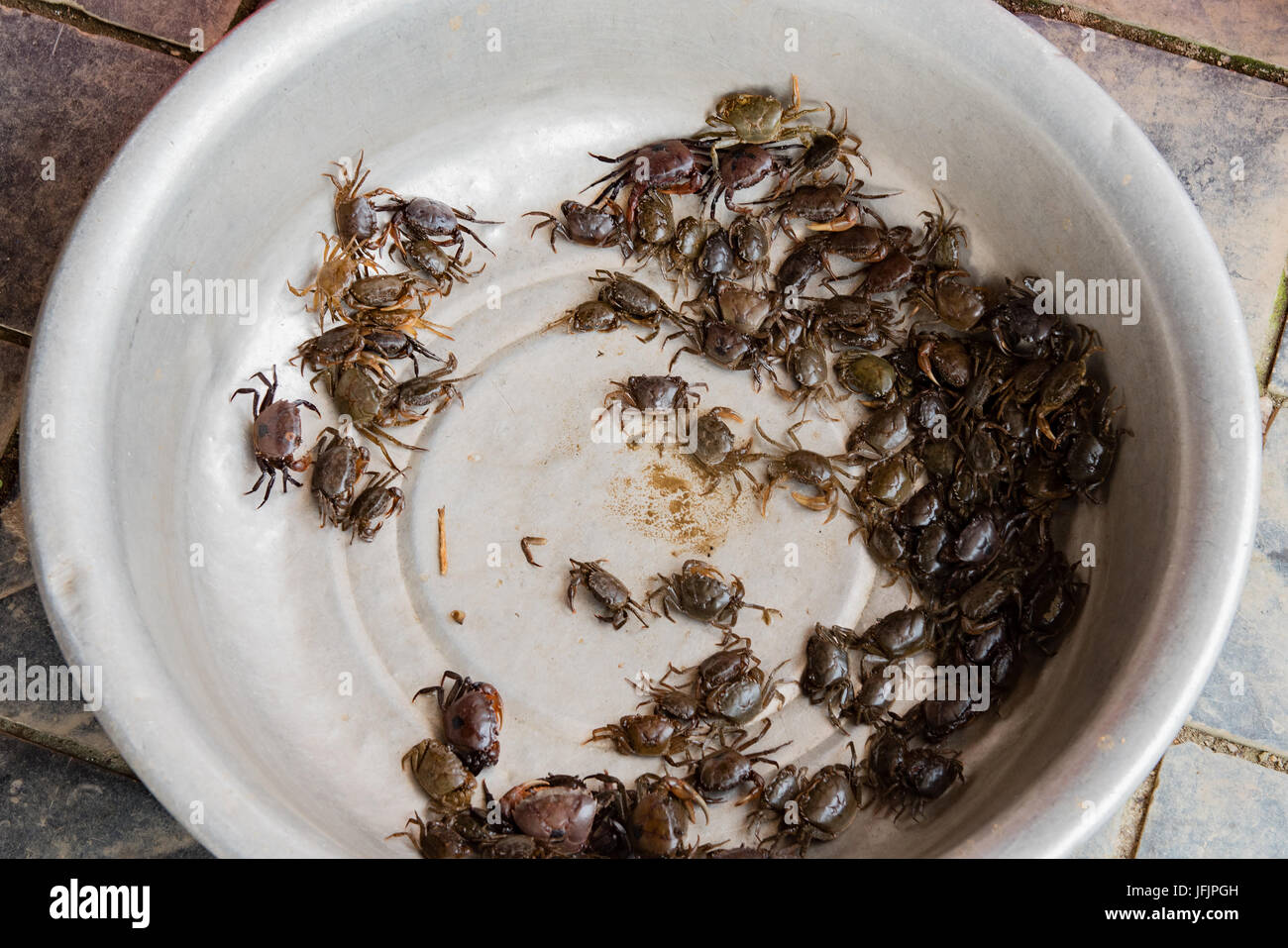 Flusskrebsart hi-res stock photography and images - Alamy
