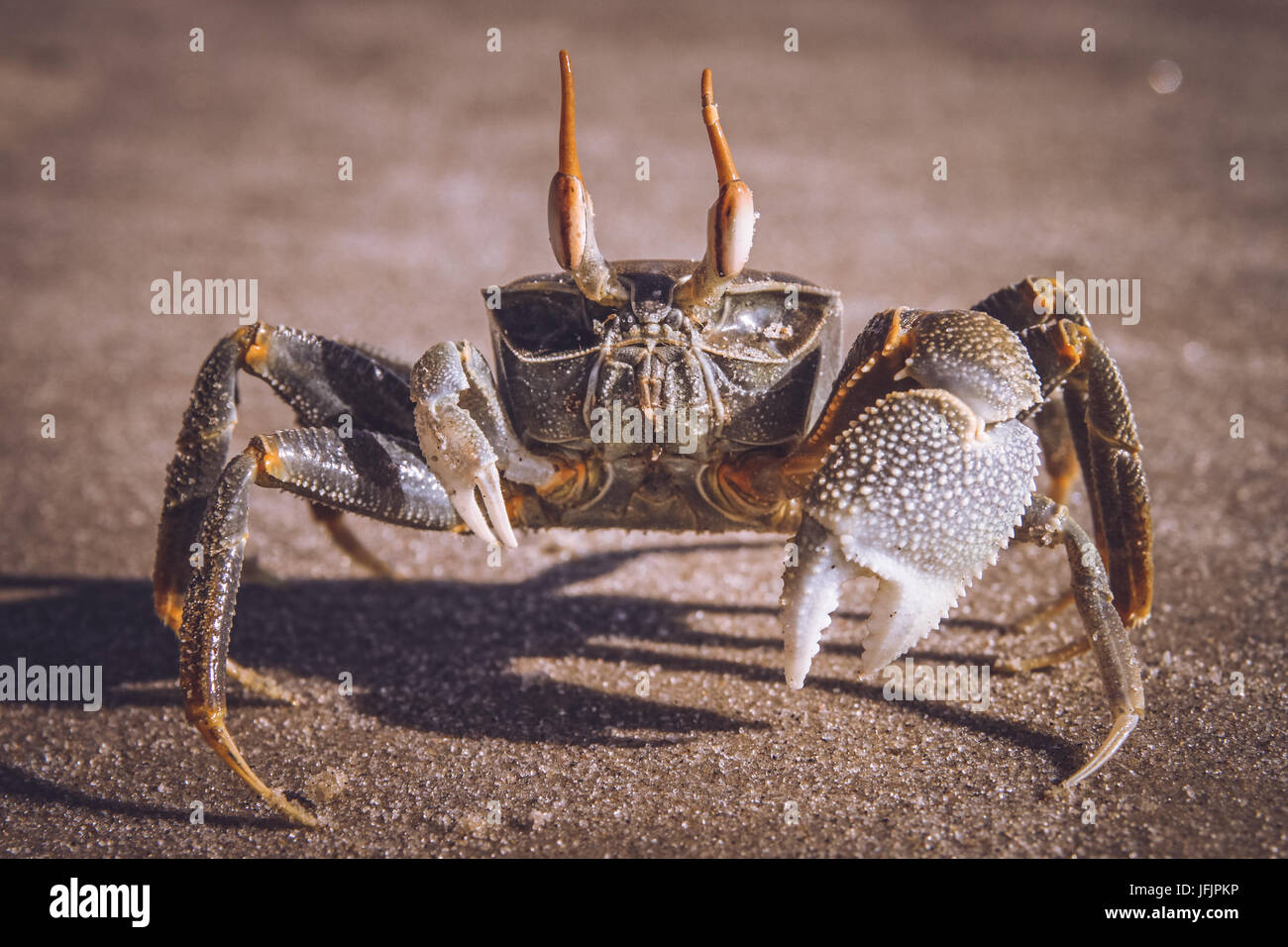 Crab on the beach Stock Photo - Alamy
