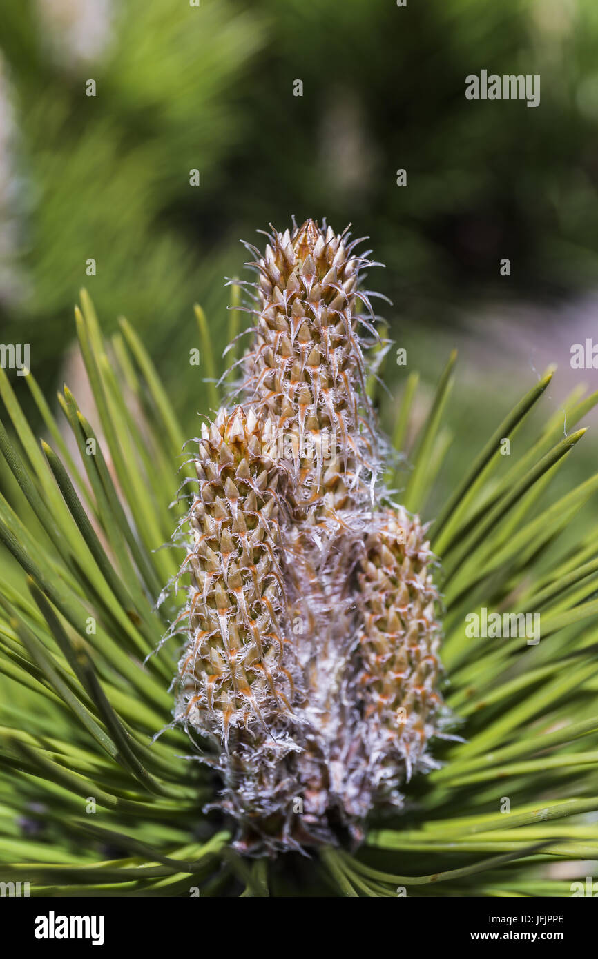 Male pine tree flower pine hi-res stock photography and images - Alamy