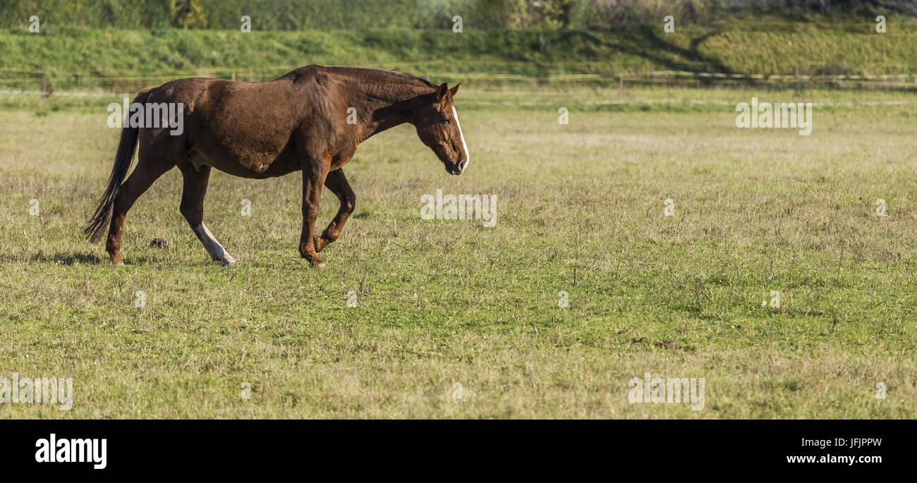 a Horse in Gallop Stock Photo - Alamy