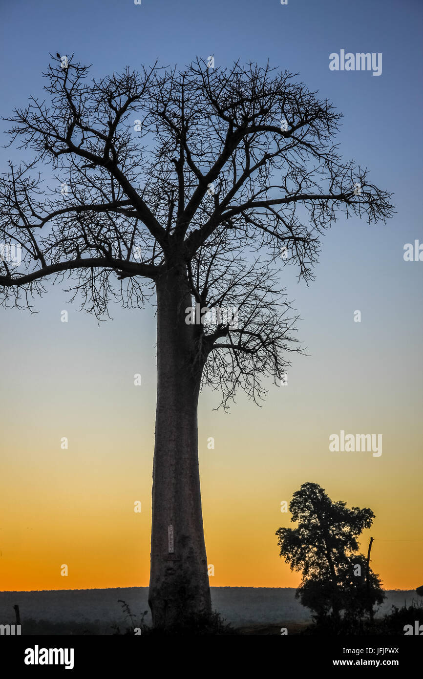Baobab at sunrise hi-res stock photography and images - Alamy