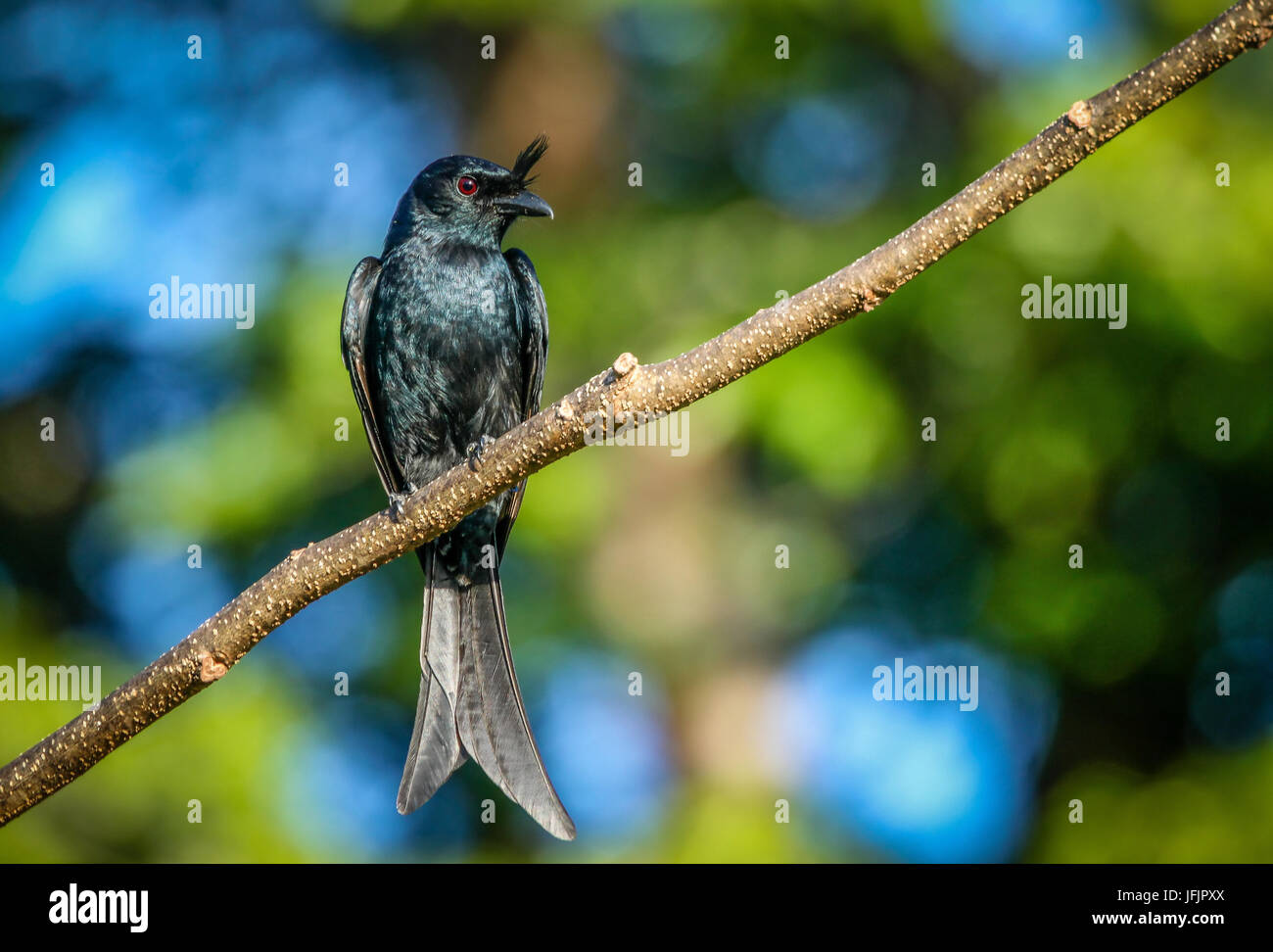 Madagascar Crested Drongo bird Stock Photo - Alamy