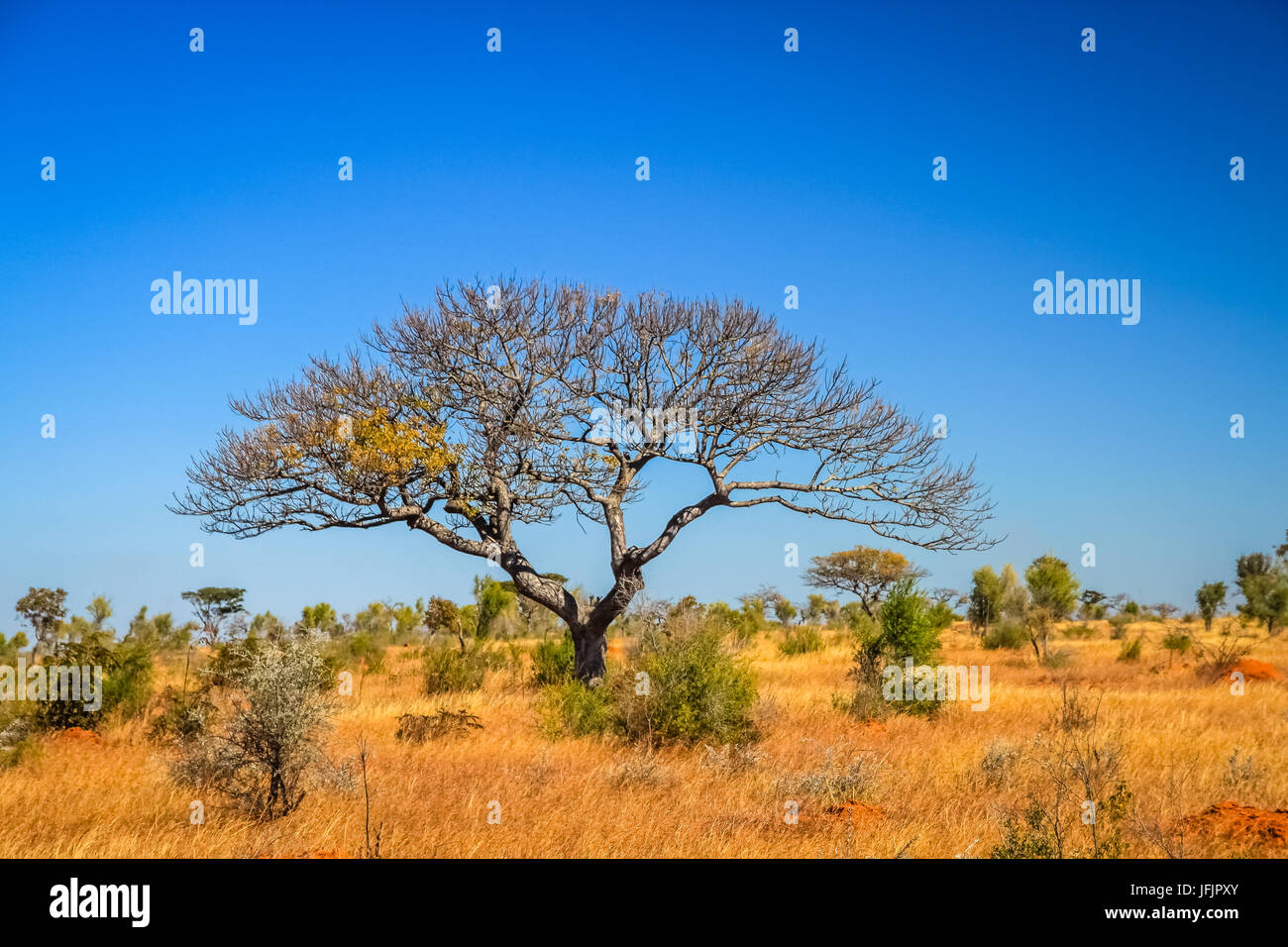 Tree in the grassland Stock Photo - Alamy