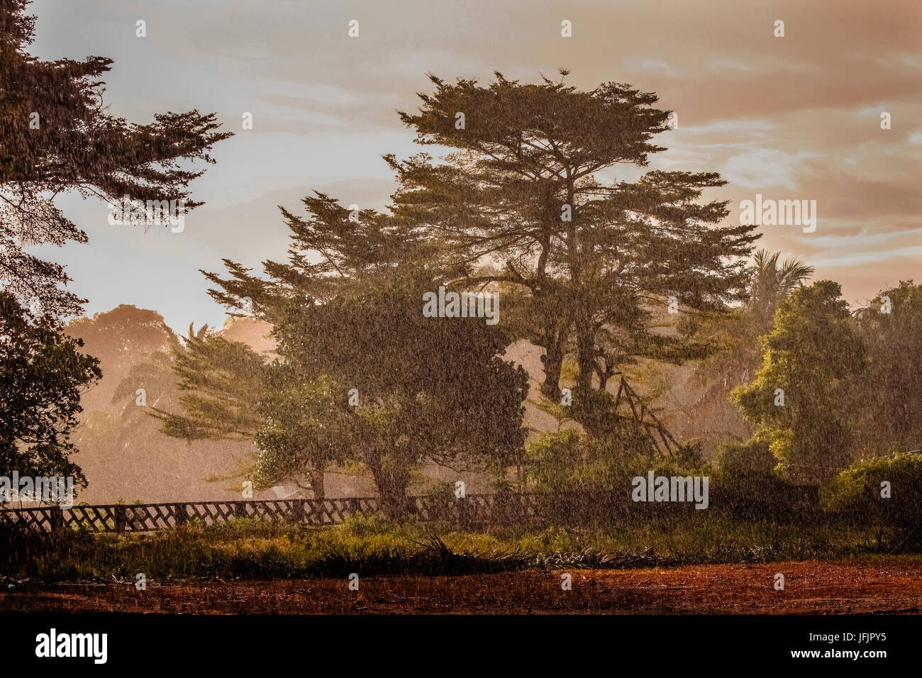 Heavy tropical rain Stock Photo - Alamy