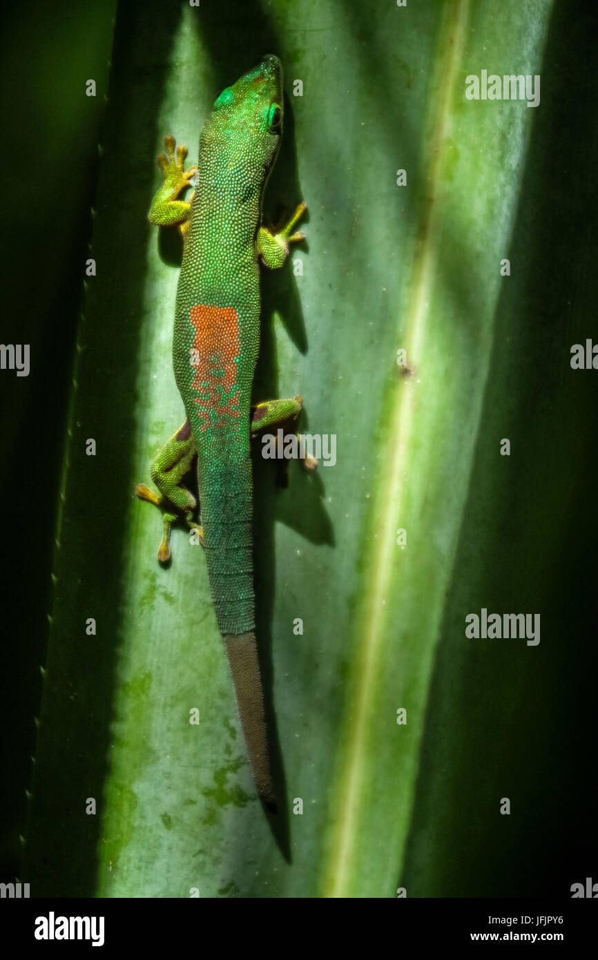 Small green gecko Stock Photo - Alamy