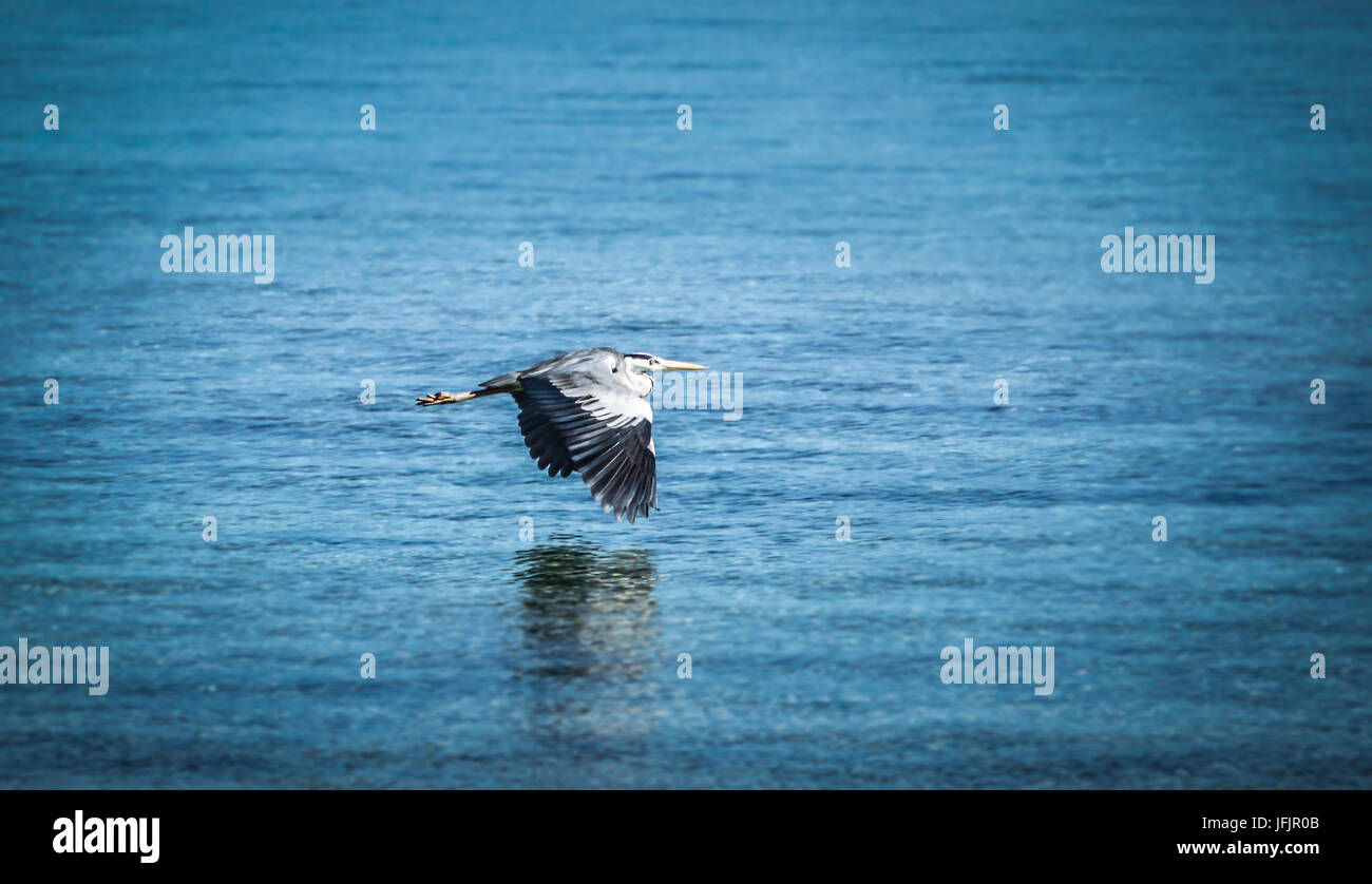 Heron in flight Stock Photo - Alamy