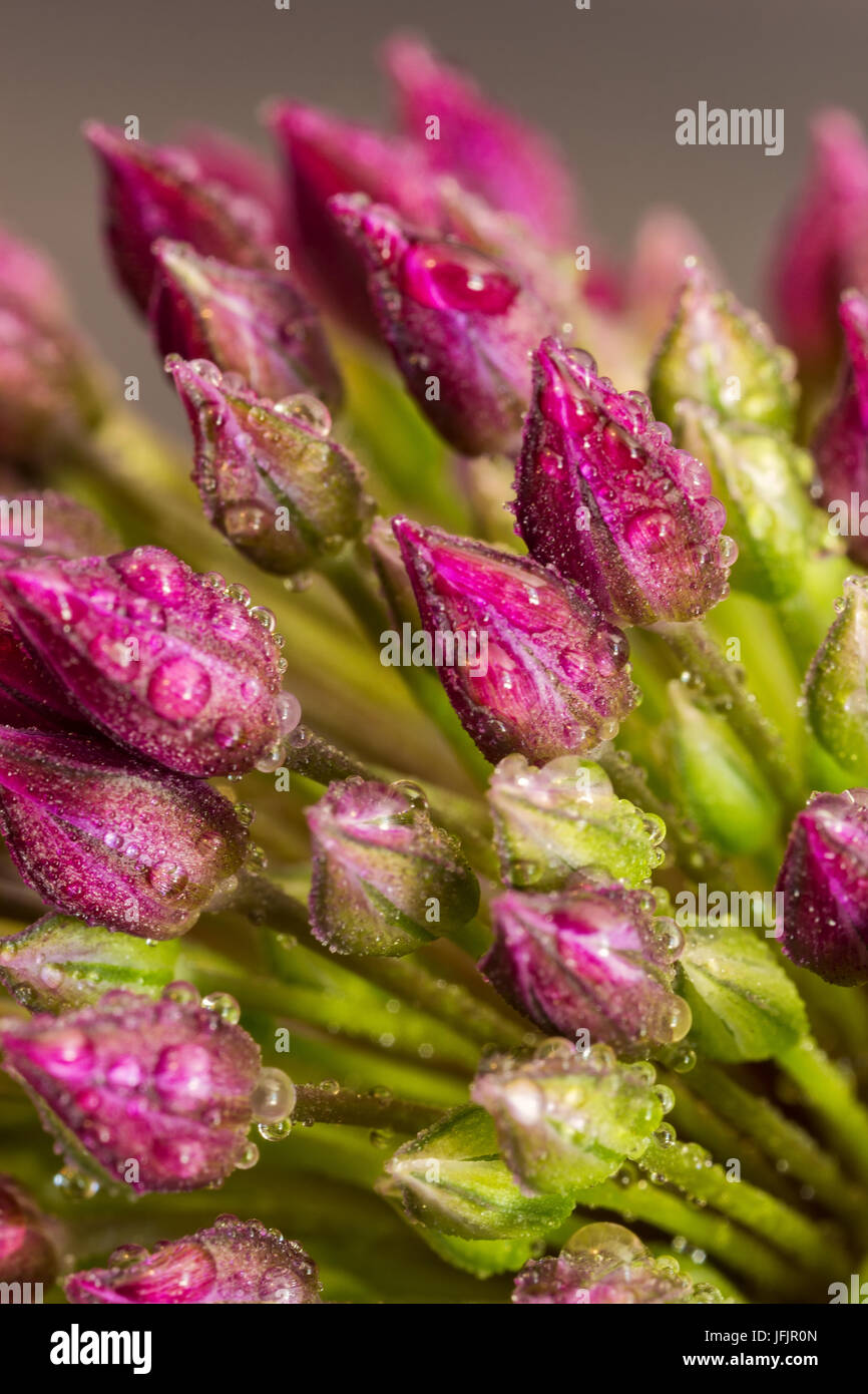 Wet buds hi-res stock photography and images - Alamy
