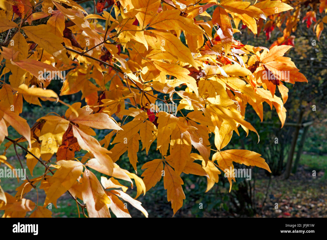 Acer triflorum hi-res stock photography and images - Alamy