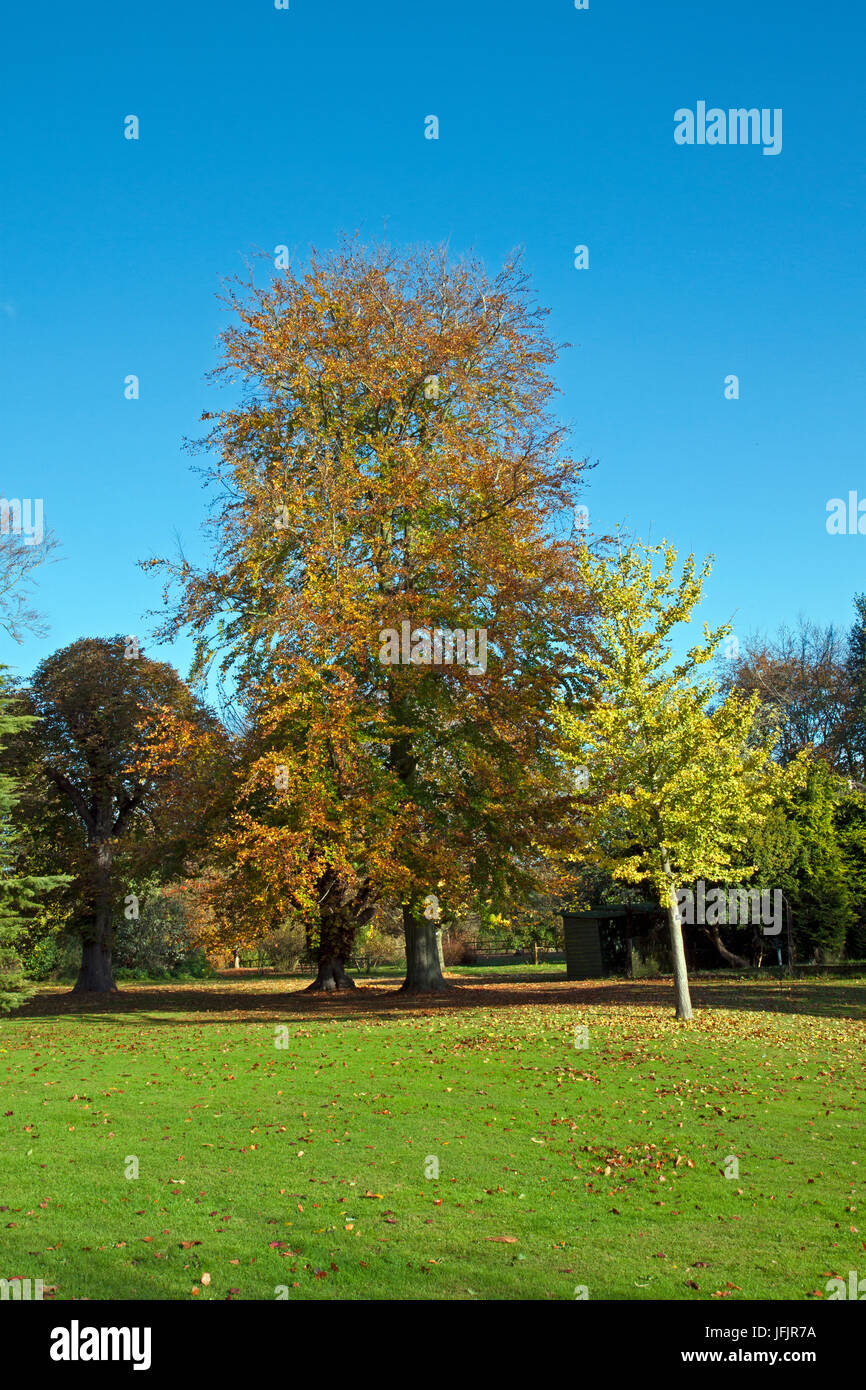 Autumn colours at Daws Hall Nature Reserve. A centre for environmental ...