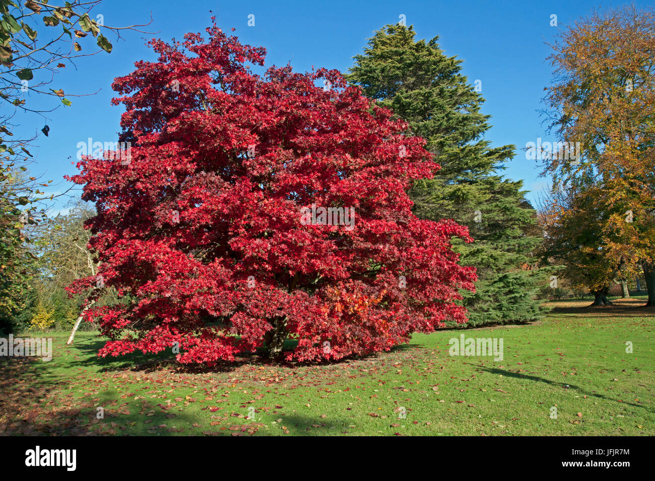 Autumn colours of a Japanese Maple (Acer Palmatum) at Daws Hall Nature ...