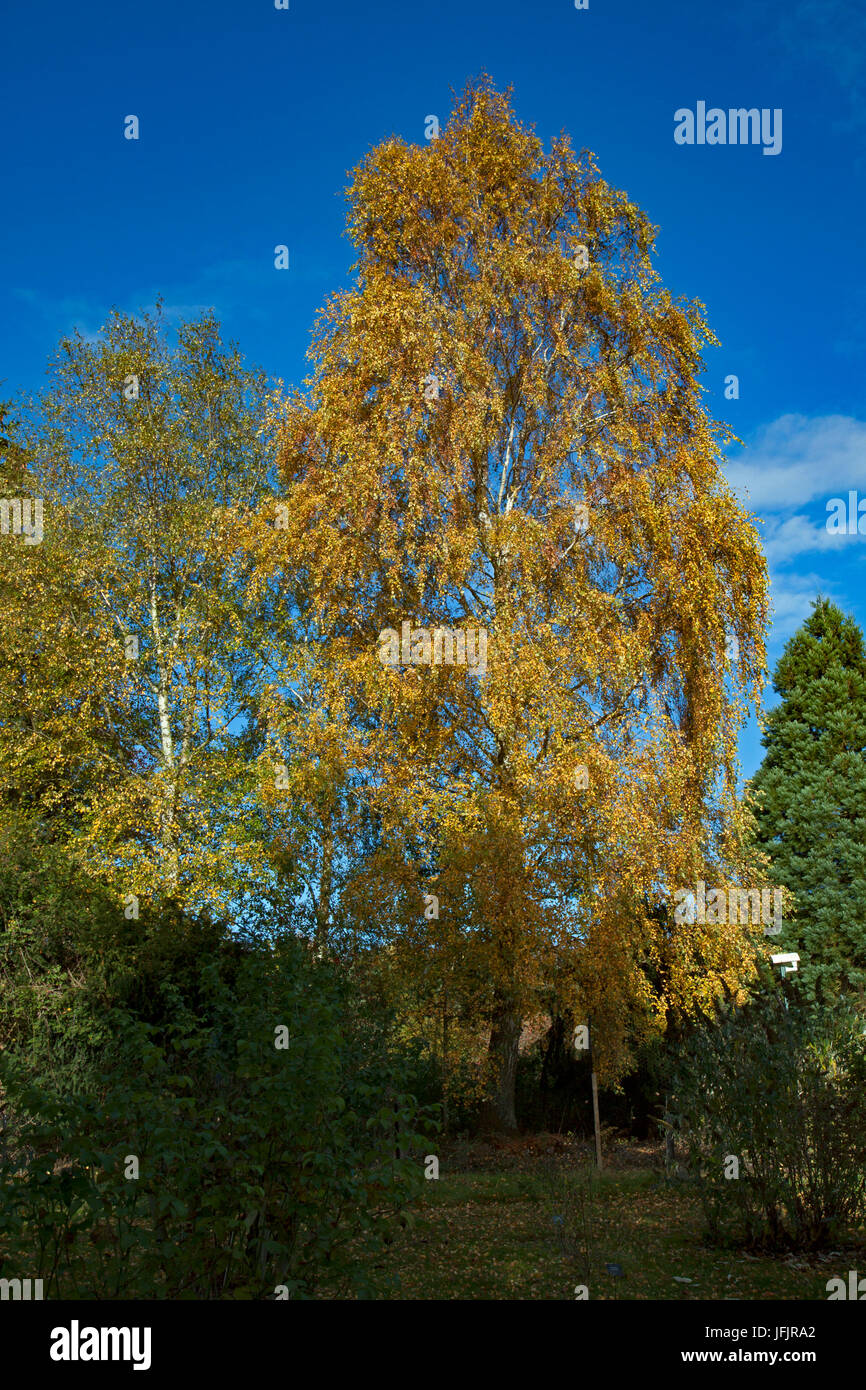 Autumn colours at Daws Hall Nature Reserve. A centre for environmental ...