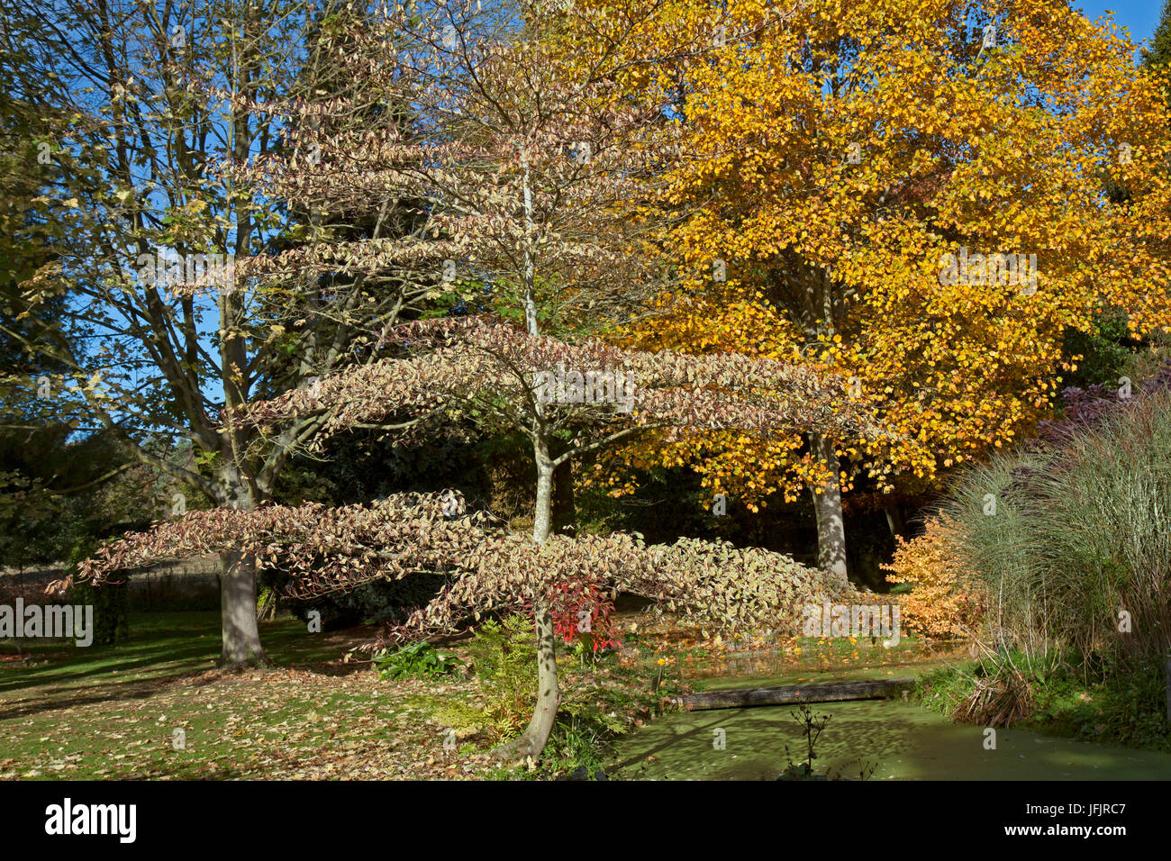 Daws hall hi-res stock photography and images - Alamy