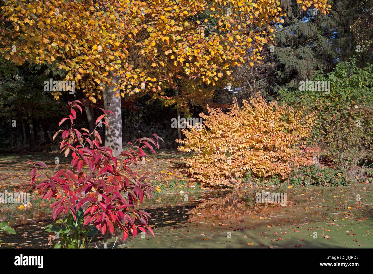 Autumn colours at Daws Hall Nature Reserve. A centre for environmental ...