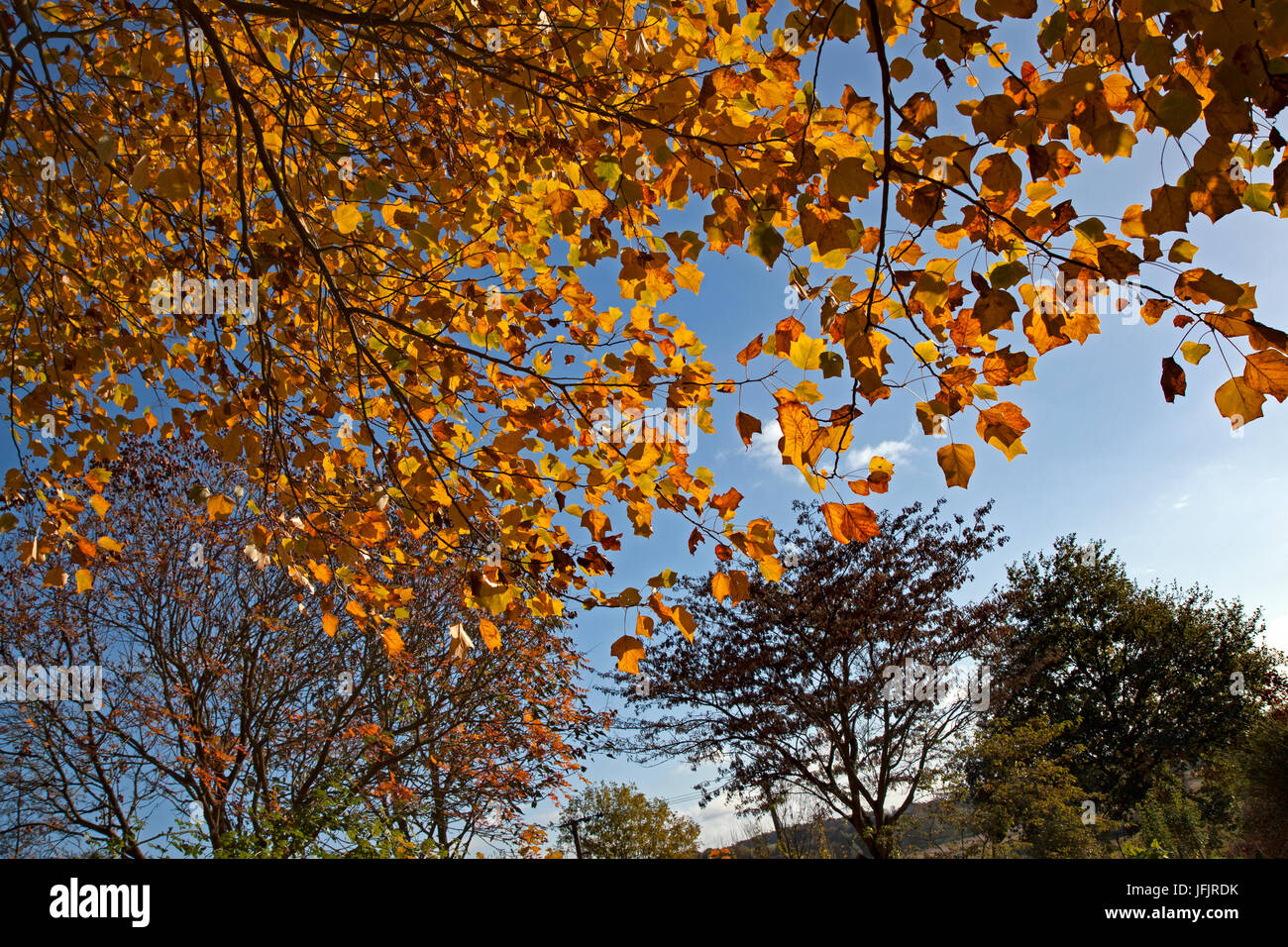 Autumn colours at Daws Hall Nature Reserve. A centre for environmental ...