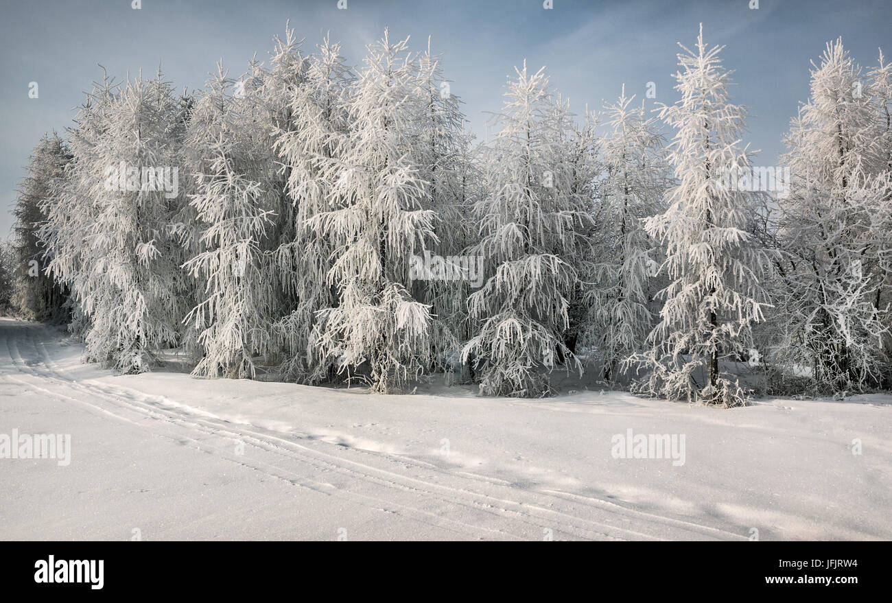 The track at the edge of the forest Stock Photo - Alamy