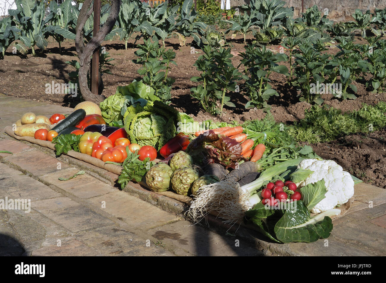 vegetables on the floor in an orchard, with daylight Stock Photo - Alamy