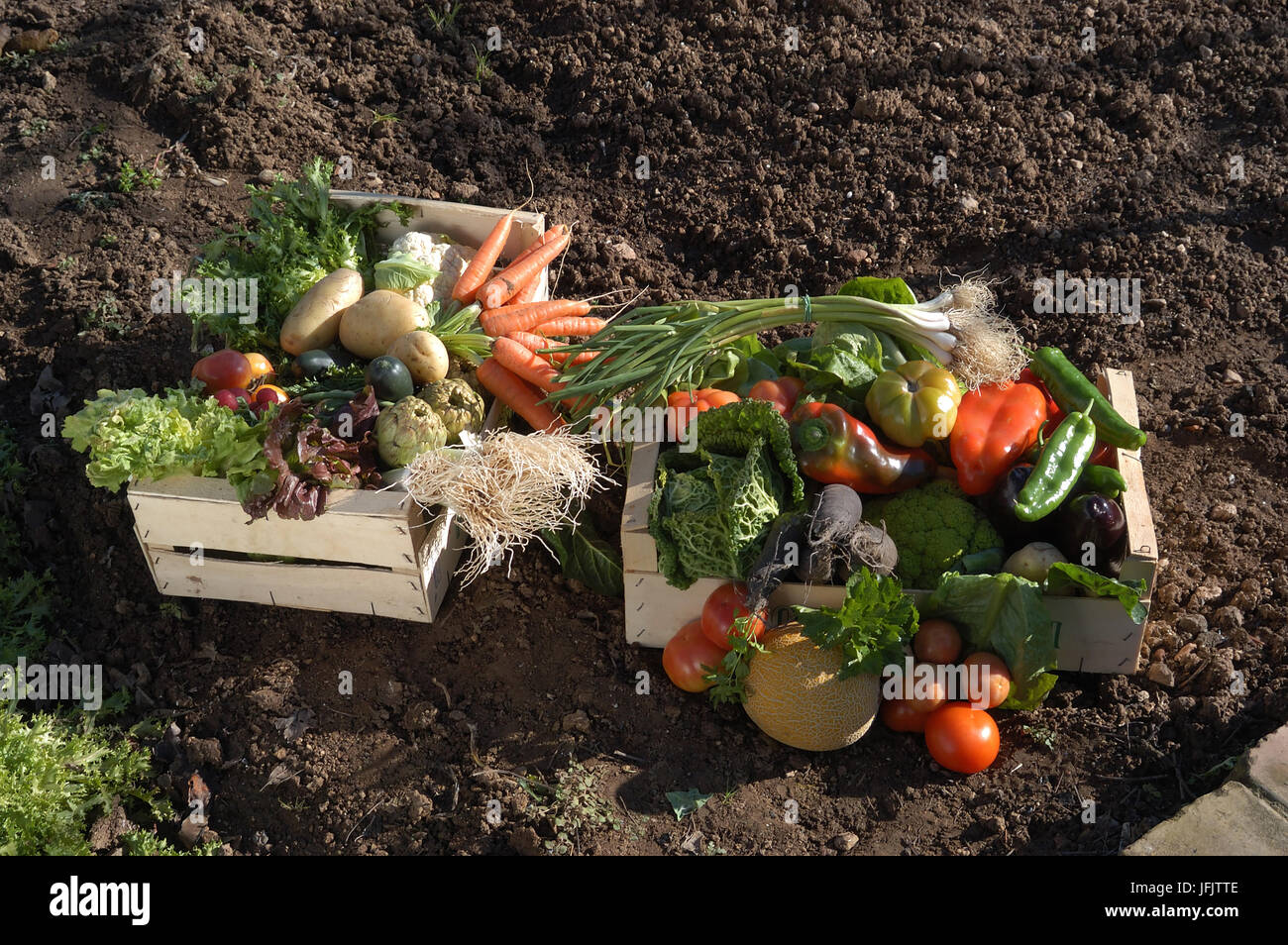 vegetables on the floor in an orchard, with daylight Stock Photo - Alamy