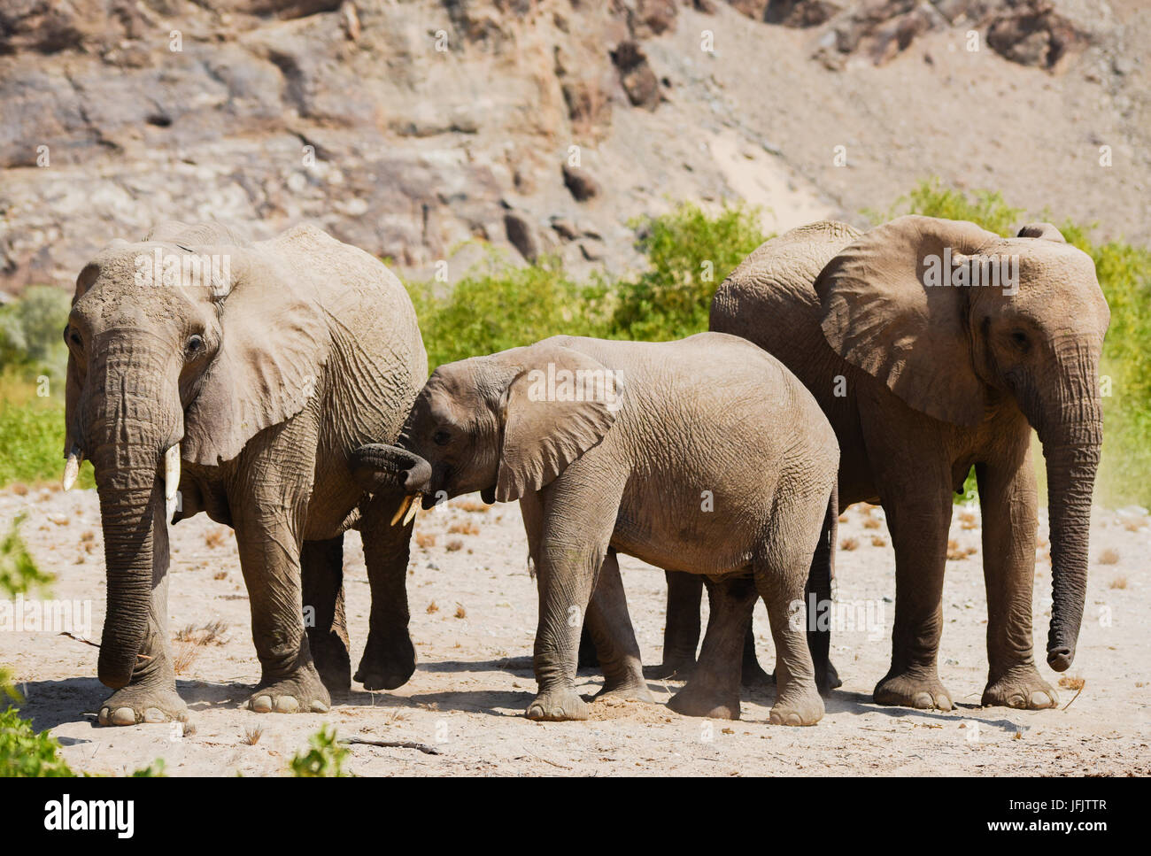 elephants in the Etosha National Park, Namibia South Africa Stock Photo ...