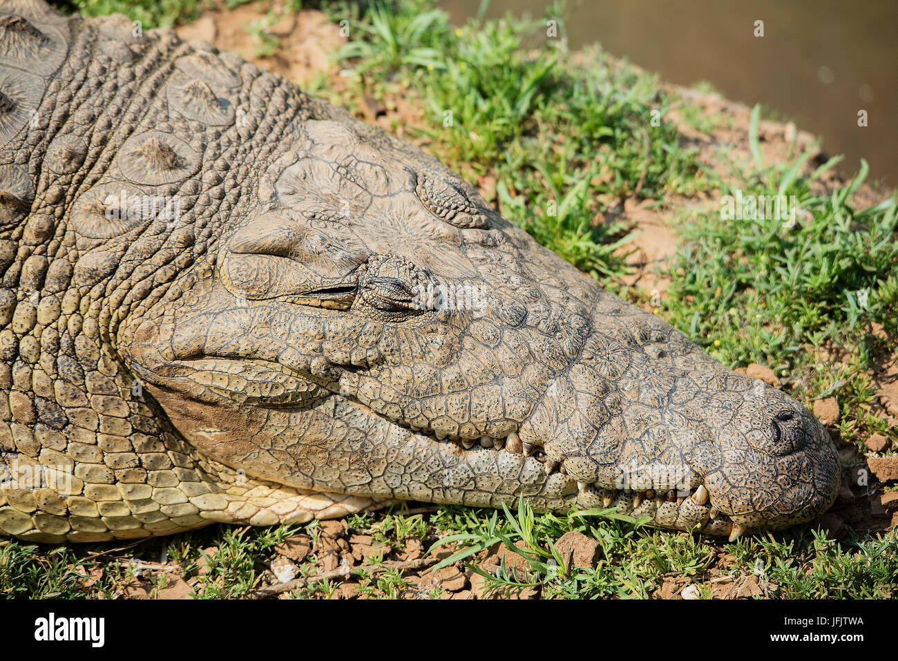 Real crocodile hi-res stock photography and images - Alamy