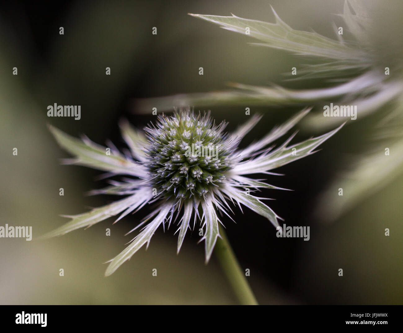 The neptunes group hi-res stock photography and images - Alamy