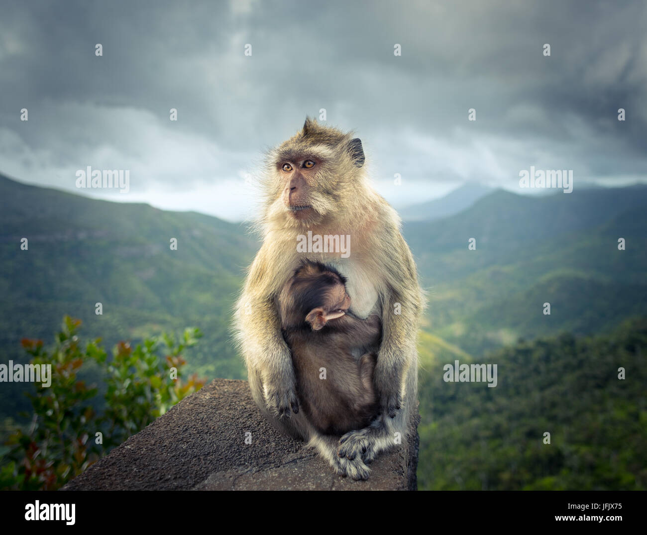 Macaque Monkey Mauritius High Resolution Stock Photography and Images ...