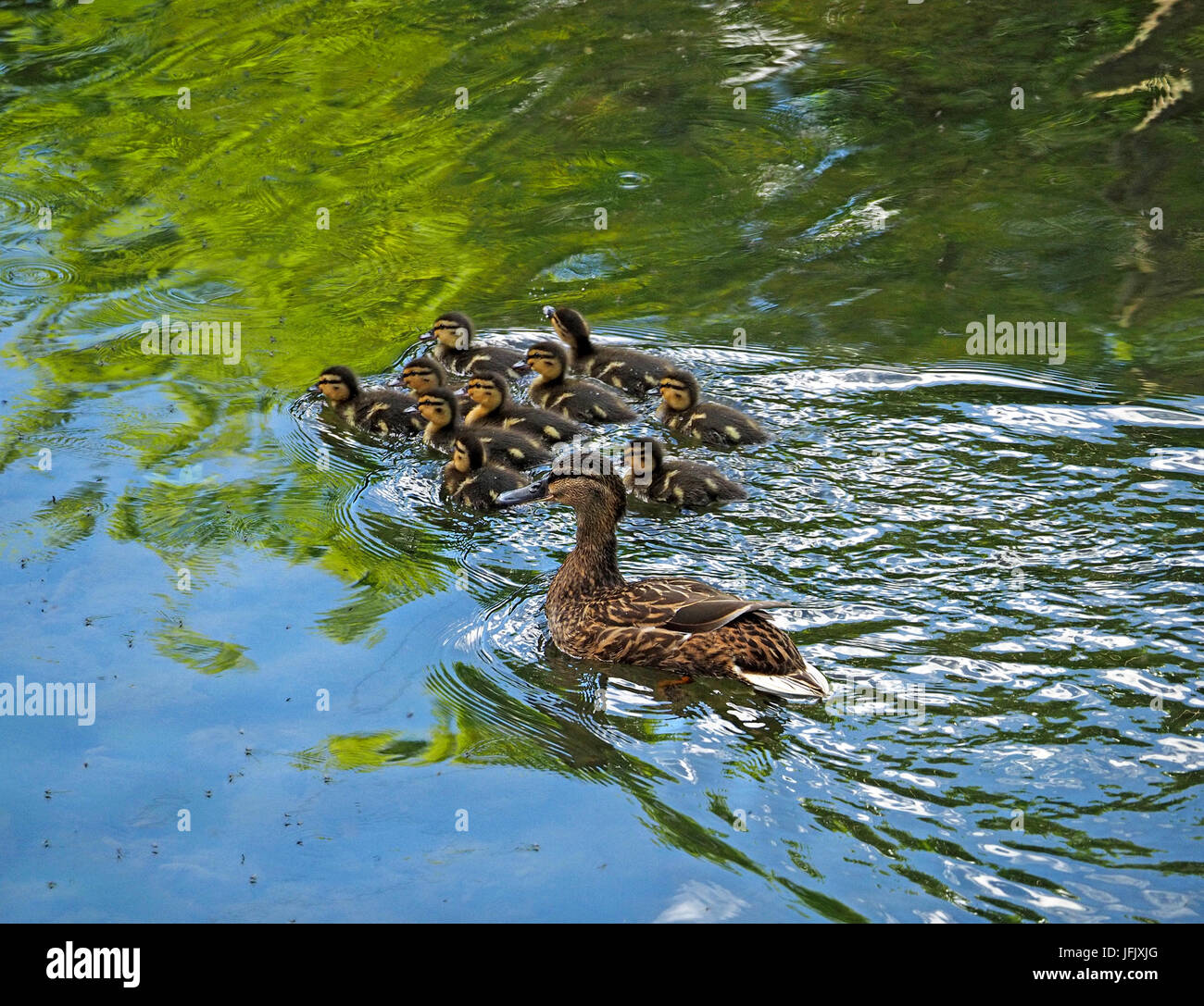 Mallard duck (Anas platyrhynchos) with ducklings swimming in sunlit ...