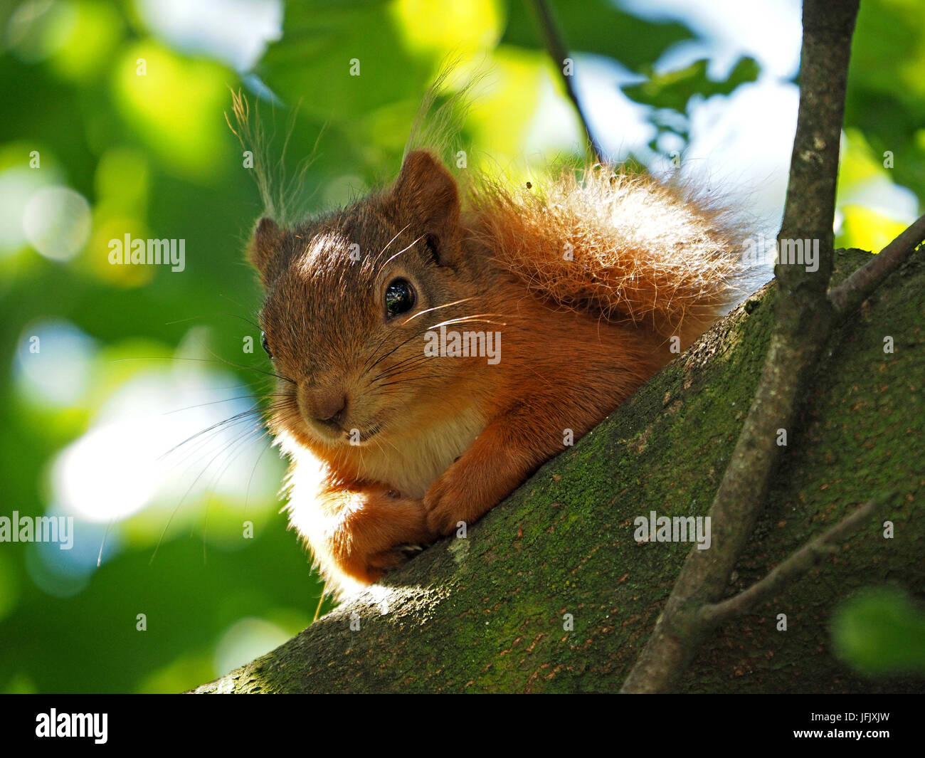 cute young red squirrel (Sciurus vulgaris) with sunlit whiskers ...