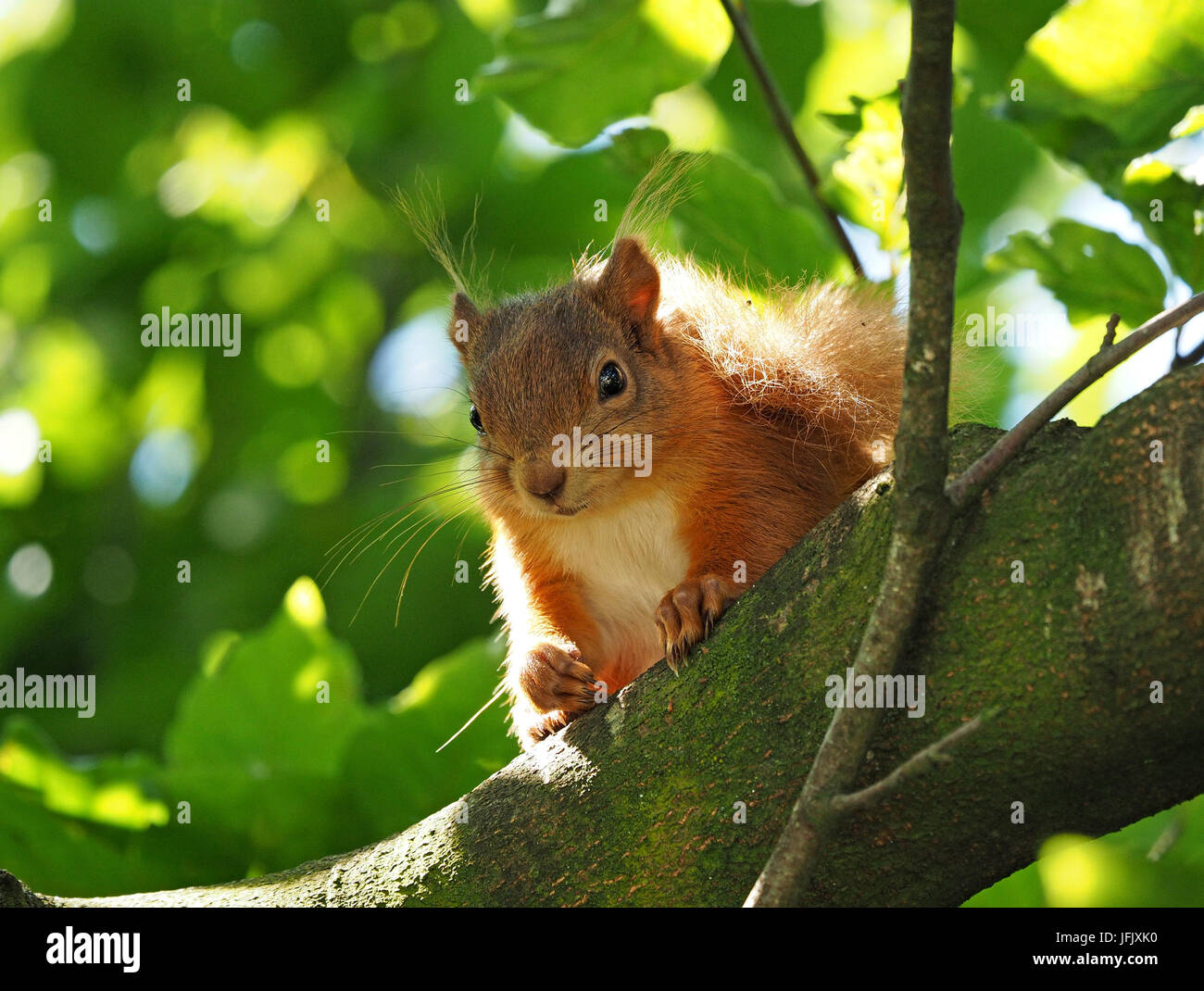 cute young red squirrel (Sciurus vulgaris) with sunlit whiskers ...