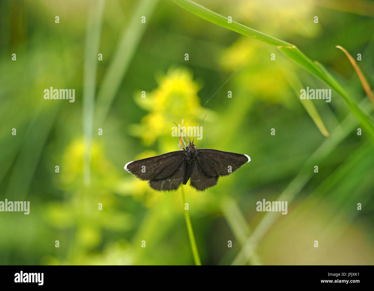Chimney Sweeper moth (Odezia atrata) a small meadow loving day-flying ...