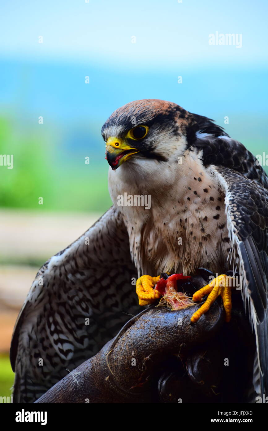 Grey falcon hi-res stock photography and images - Alamy