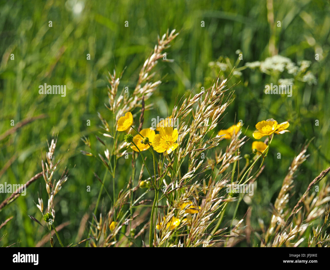 grassy roadside verge with wildflowers in Cumbria, England, UK Stock ...