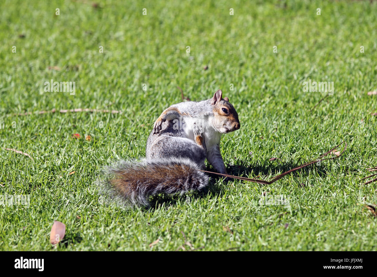 A scratching squirrel in Cape Town Stock Photo - Alamy