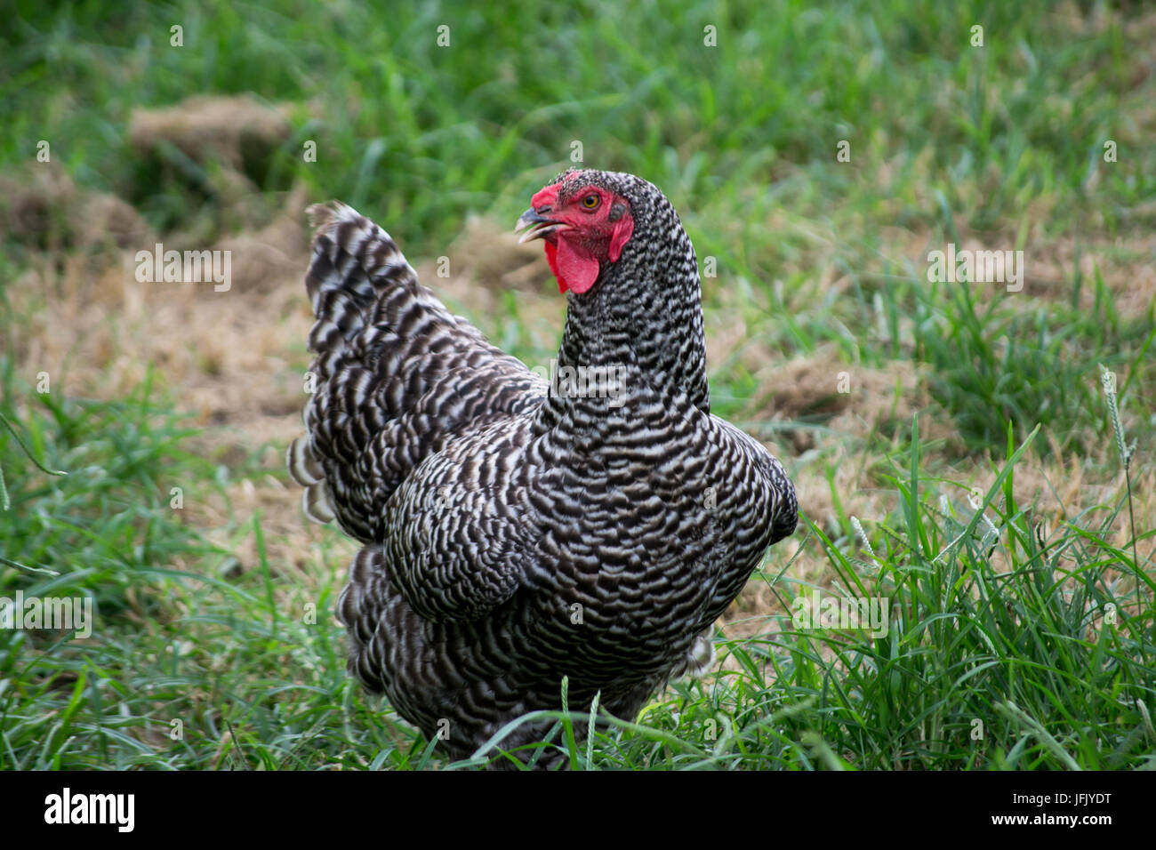 Hen in grass Stock Photo - Alamy