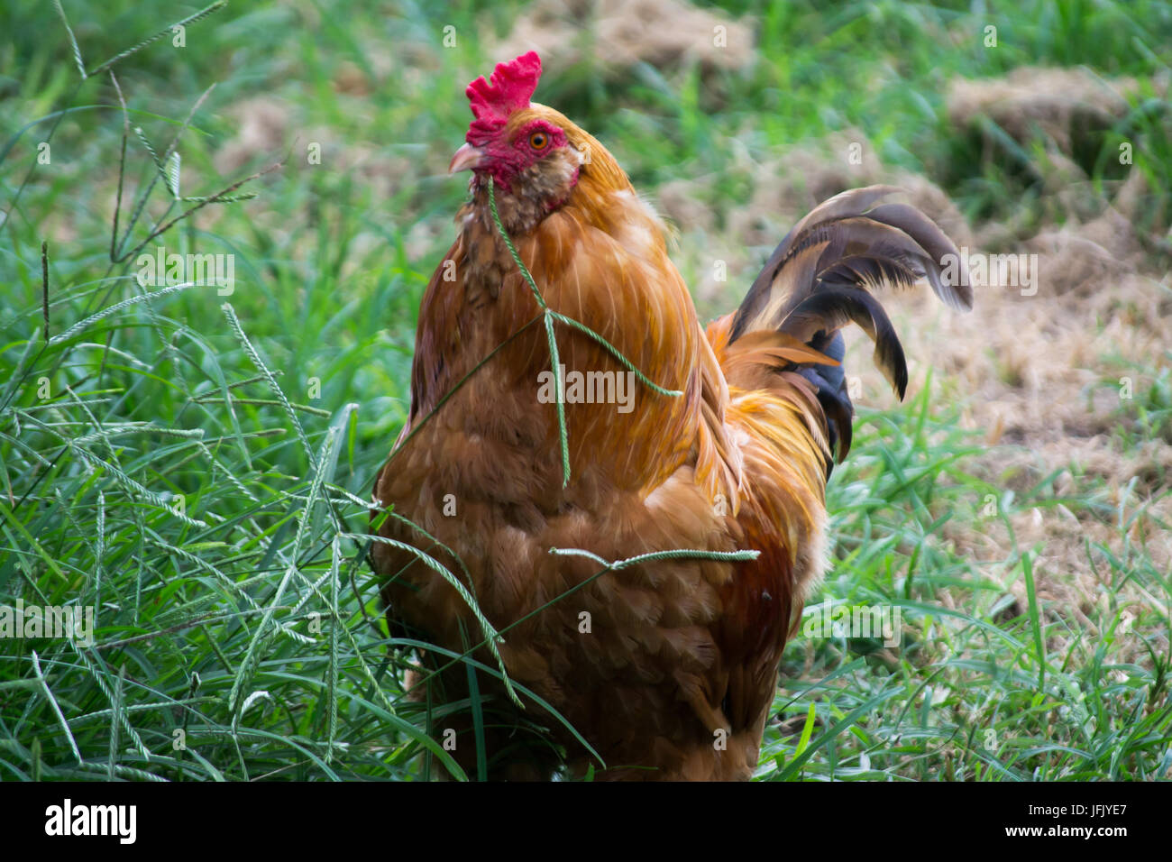 Rhode island red rooster hi-res stock photography and images - Alamy