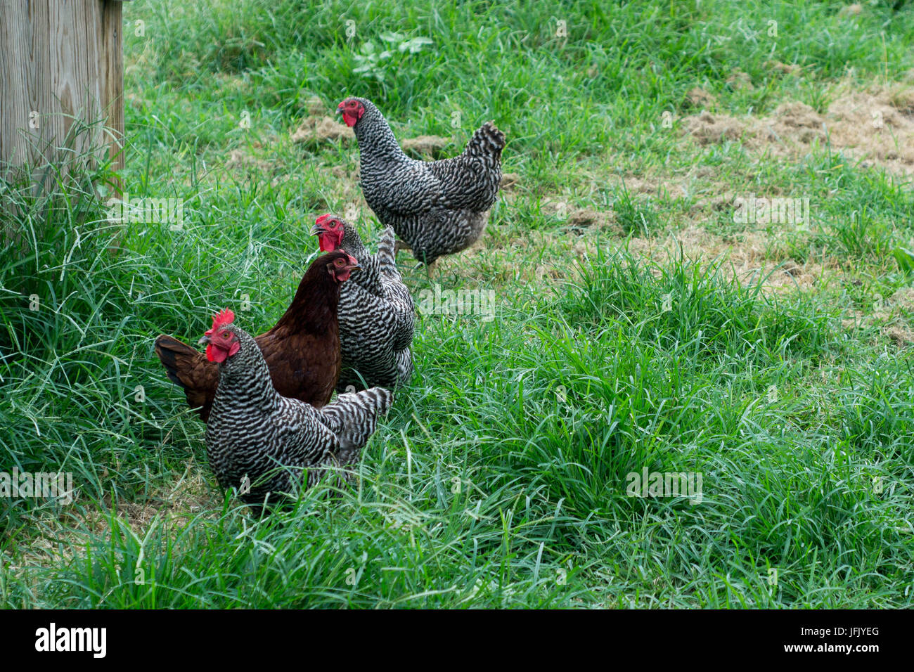 Rhode island red chicken foraging hi-res stock photography and images ...