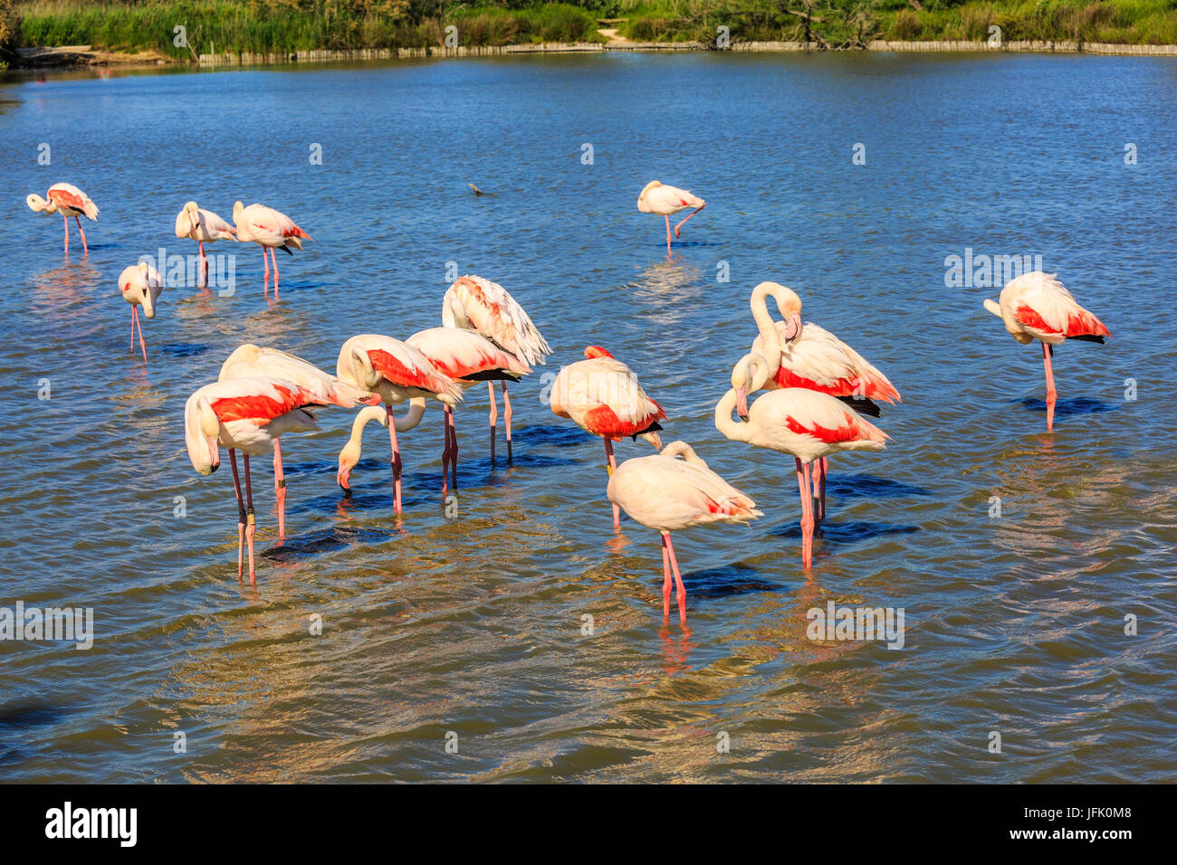Large flock of pink flamingos arranged to sleep Stock Photo - Alamy