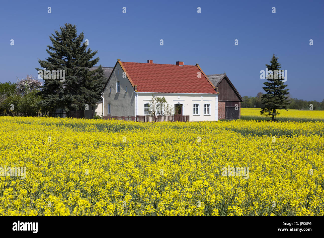 farmhouse in the field of rapeseed Stock Photo - Alamy