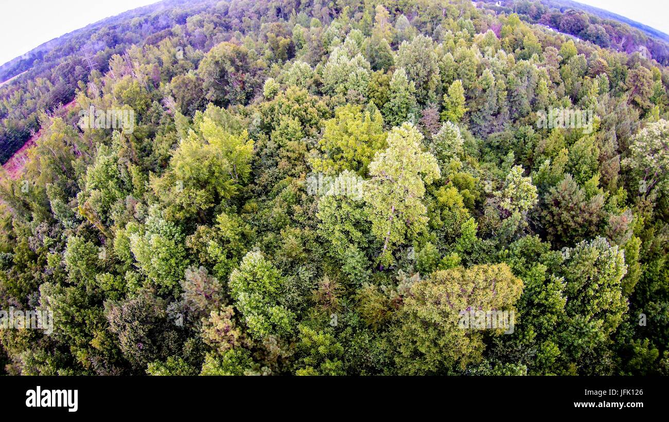 aerial over thick forest Stock Photo - Alamy