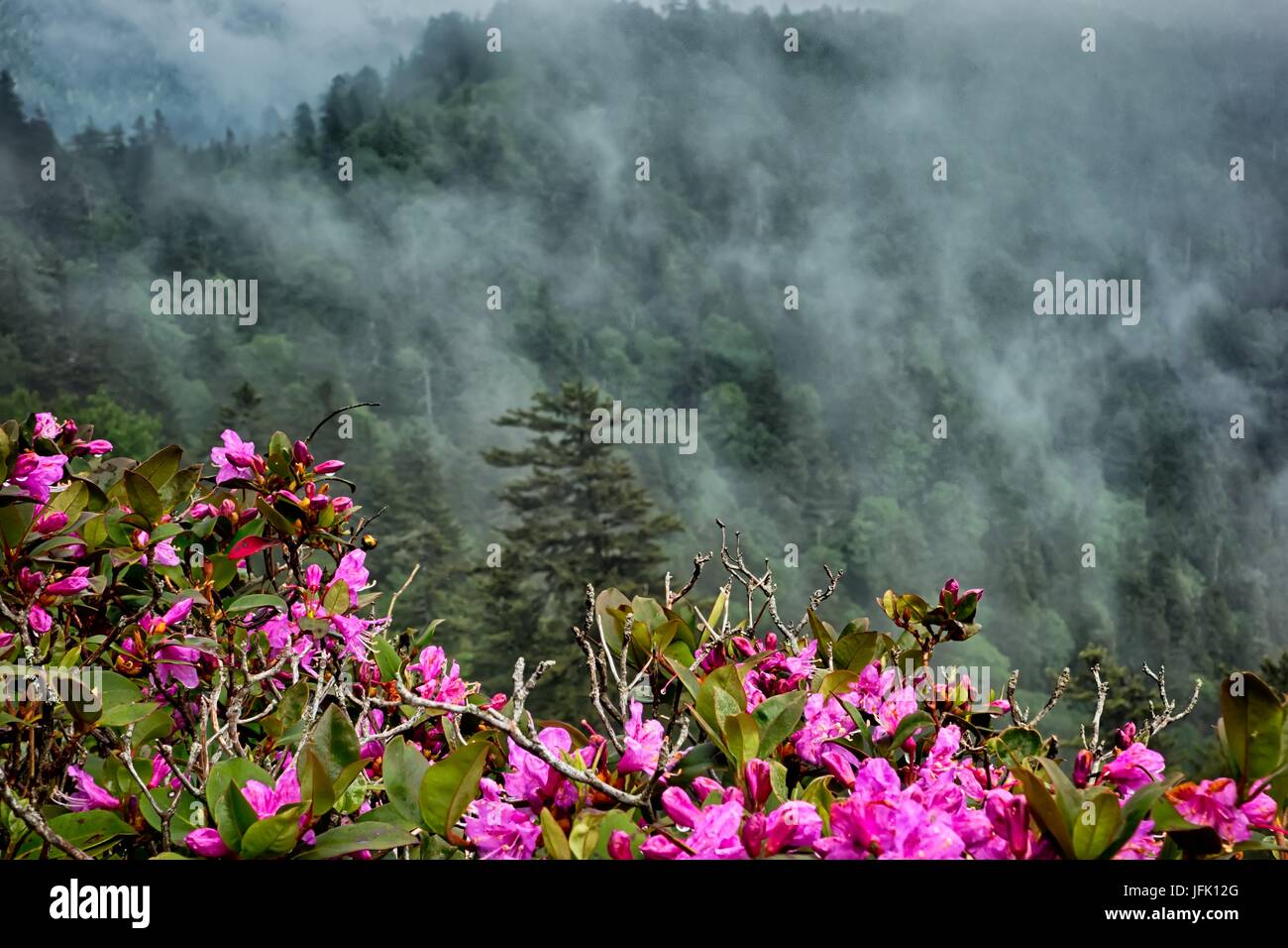 scenes along appalachian trail in great smoky mountains Stock Photo - Alamy