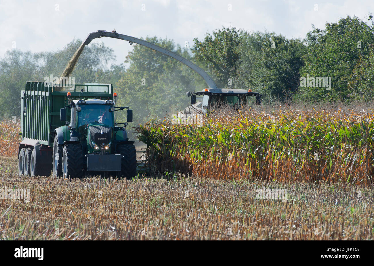 Maize harvester with tractor at the corn harvest Stock Photo - Alamy