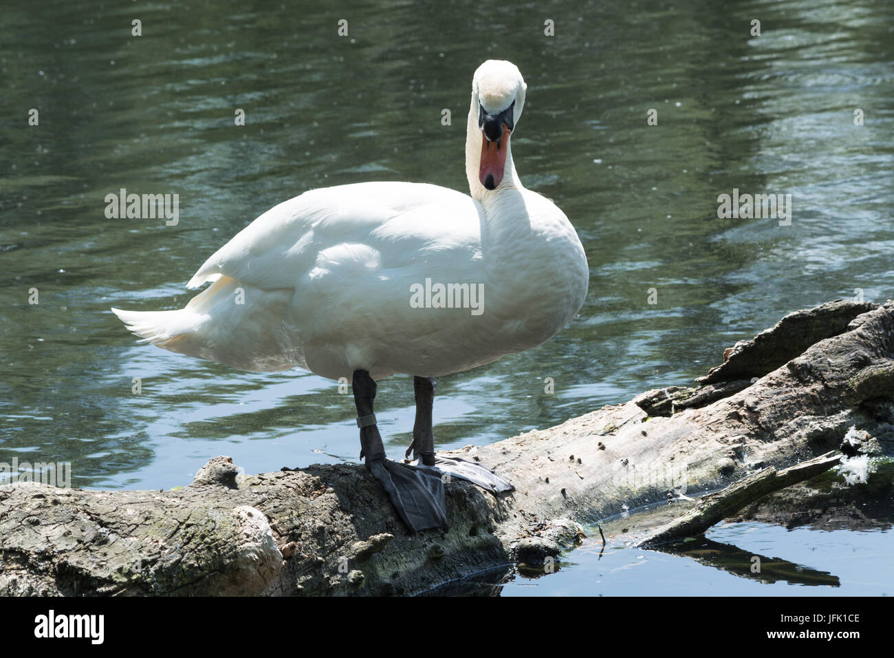 White swan standing on a tree trunk in the lake Stock Photo - Alamy