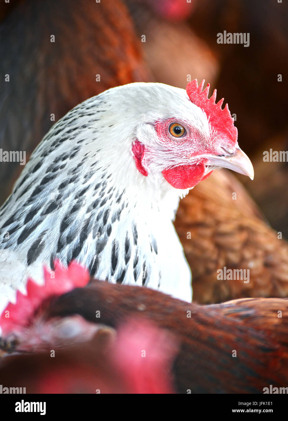 Chickens on traditional free range poultry farm Stock Photo - Alamy