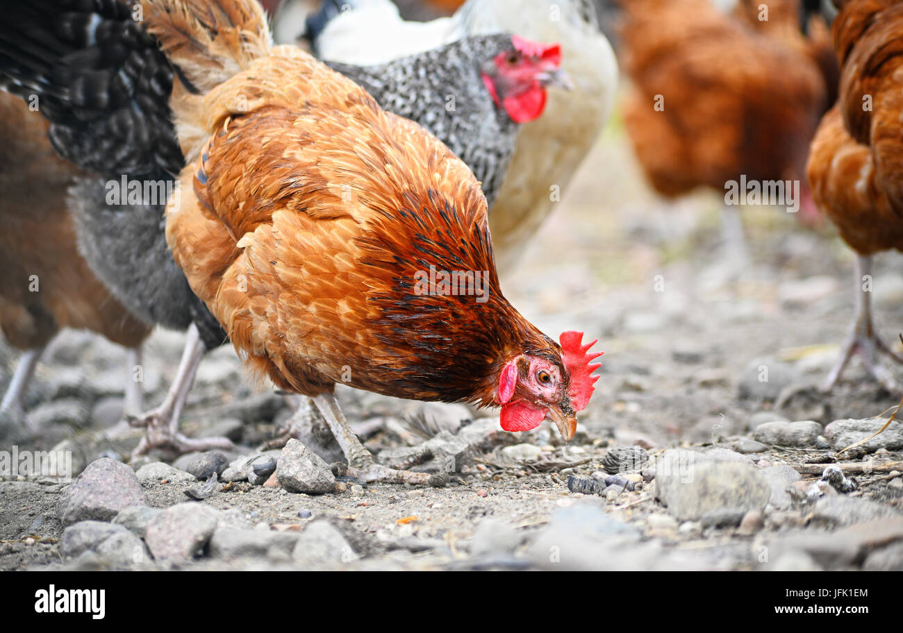 Chickens on traditional free range poultry farm Stock Photo - Alamy