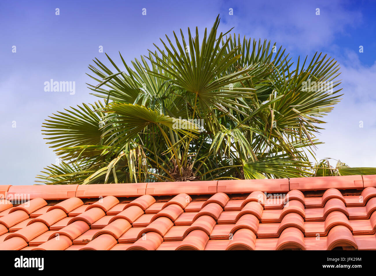 Palm tree blue background hi-res stock photography and images - Alamy